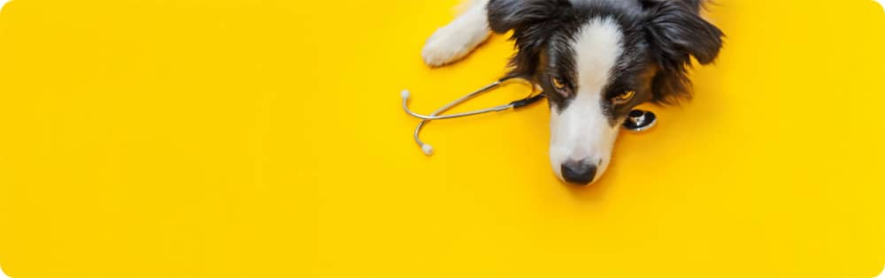 Special - Vet Products Online